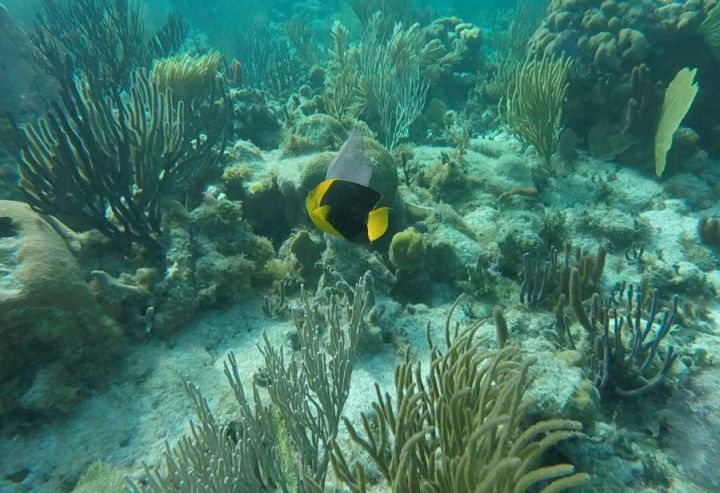 Rock Beauty Fish | Cayman Snorkel Co.