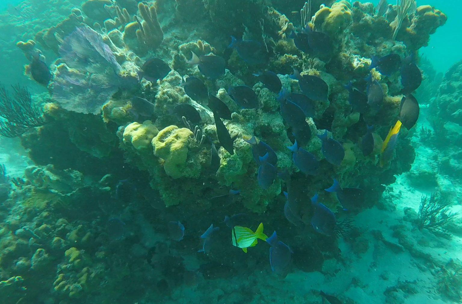 A School of Blue Tang | Cayman Snorkel Co.