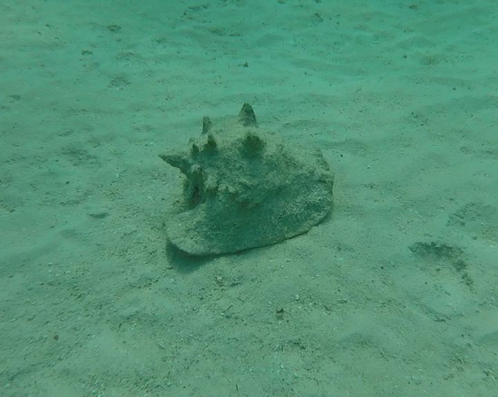 Conch Picture | Cayman Snorkel Co.