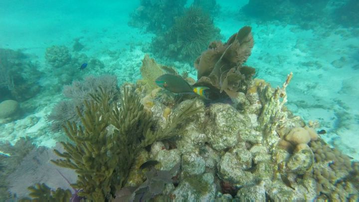 A Beautiful Parrotfish! | Cayman Snorkel Co.