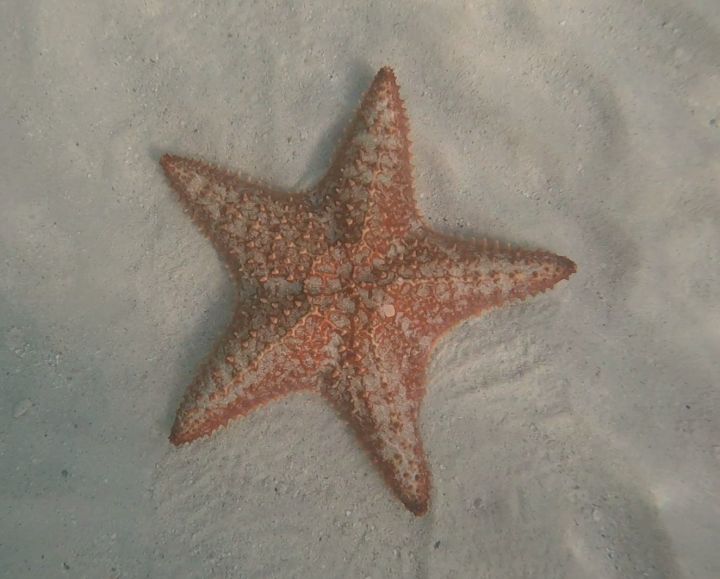 Starfish From Starfish Point | Cayman Snorkel Co.